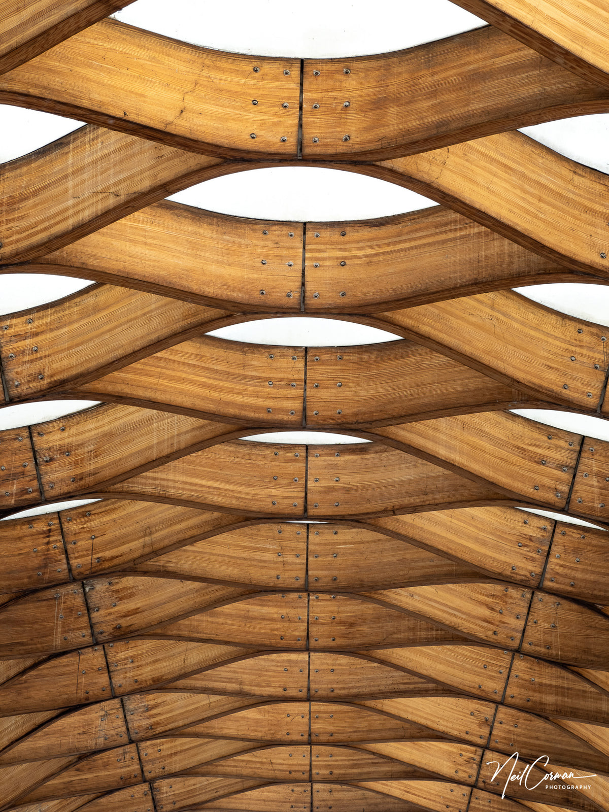 Honeycomb in Lincoln Park – Neil Corman Photography